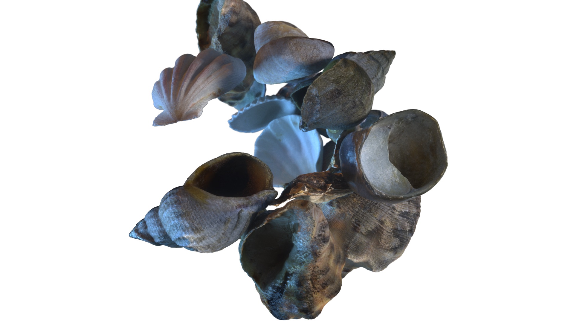 Shells3_0130 - Studio Gilay